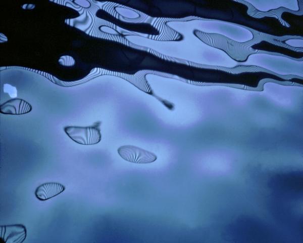 Introducing Carl Cheng’s "Tar Pool Project" | Unframed